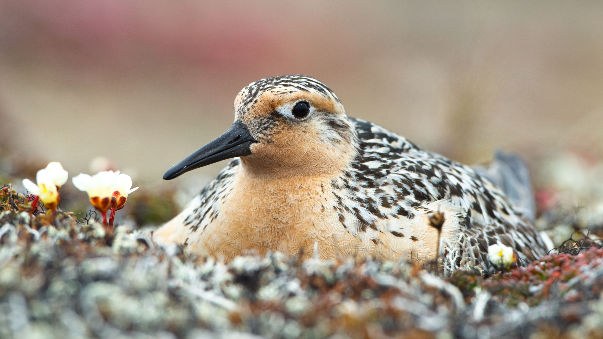 The Arctic Is Shrinking, and so Are Its Birds | Audubon