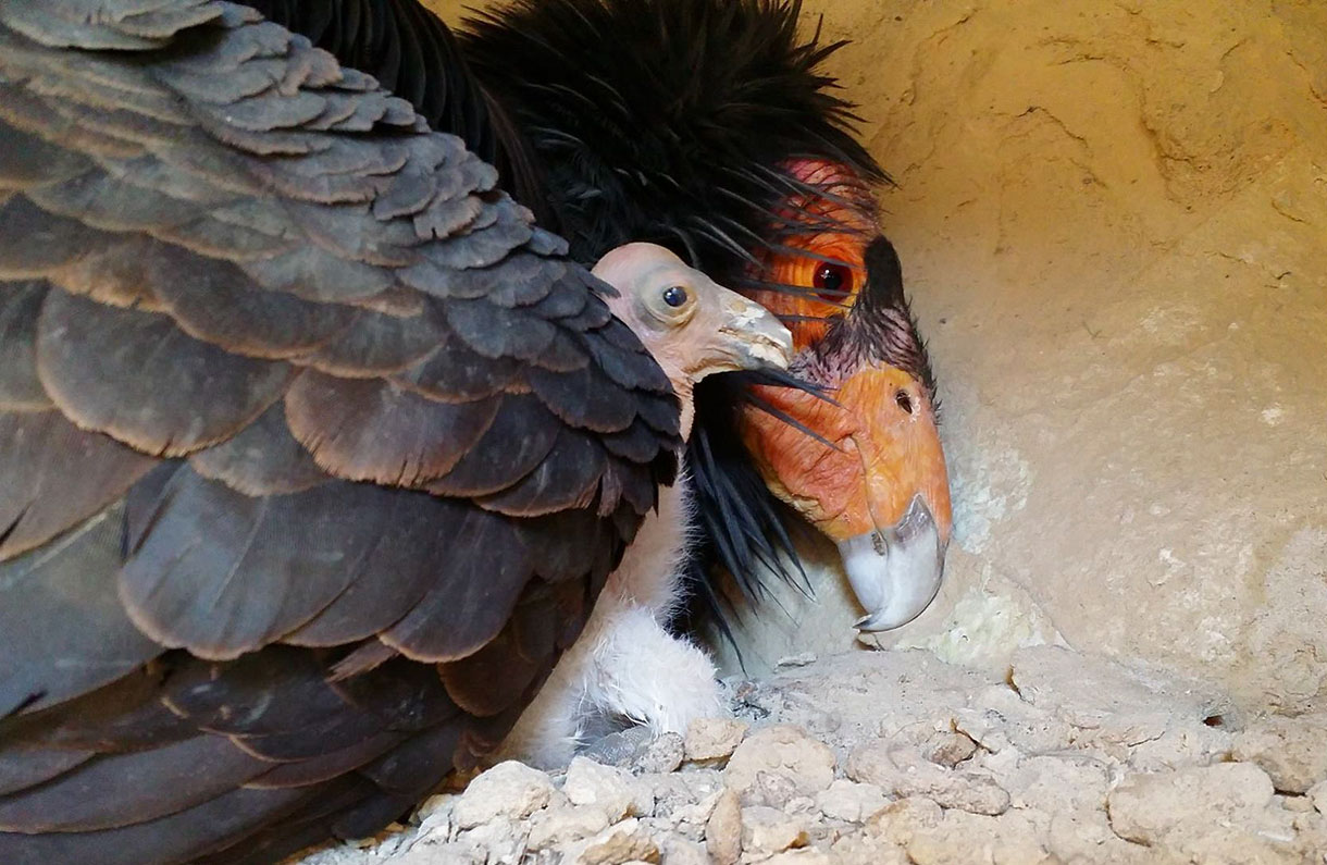 California Condors Achieve a Happy New Milestone | Audubon