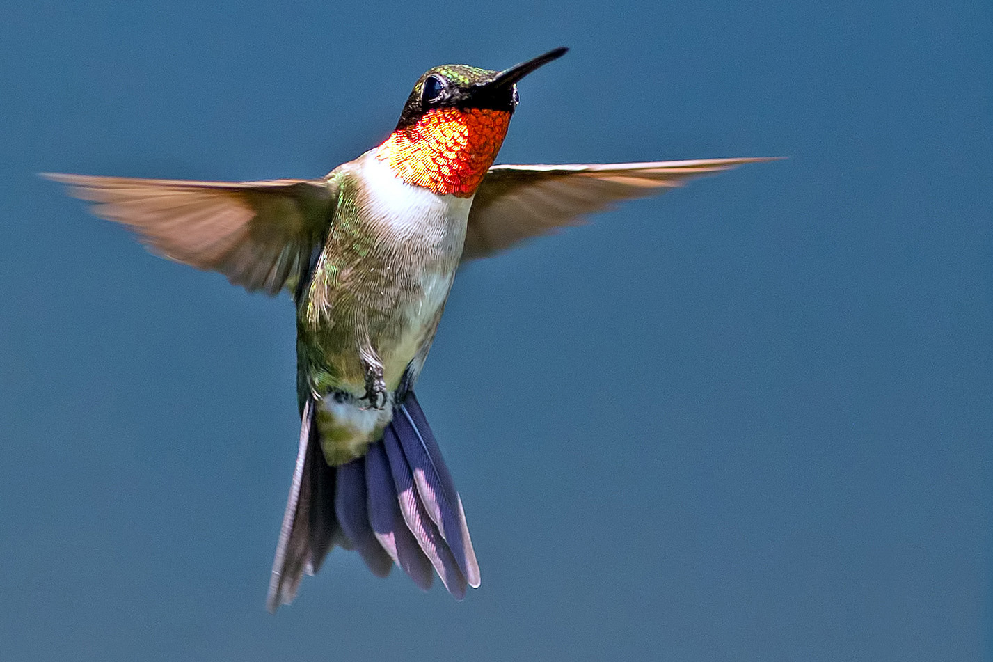 A Hummingbird for All Seasons | Audubon