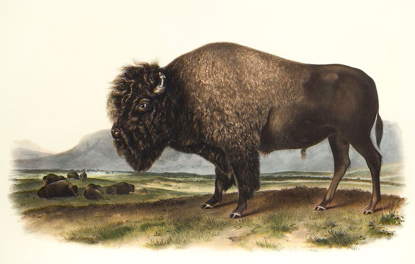 The Bison Joins the Bald Eagle as a Fellow Symbol of America | Audubon