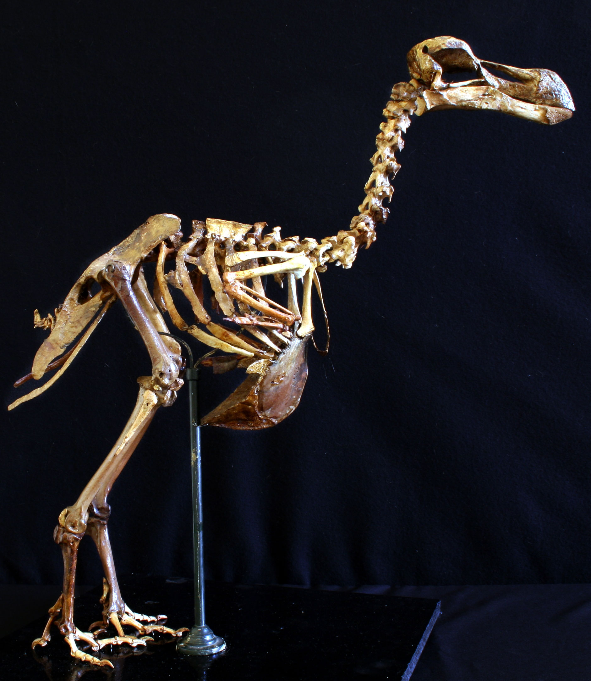 Why the Dodo Deserves a New Reputation | Audubon