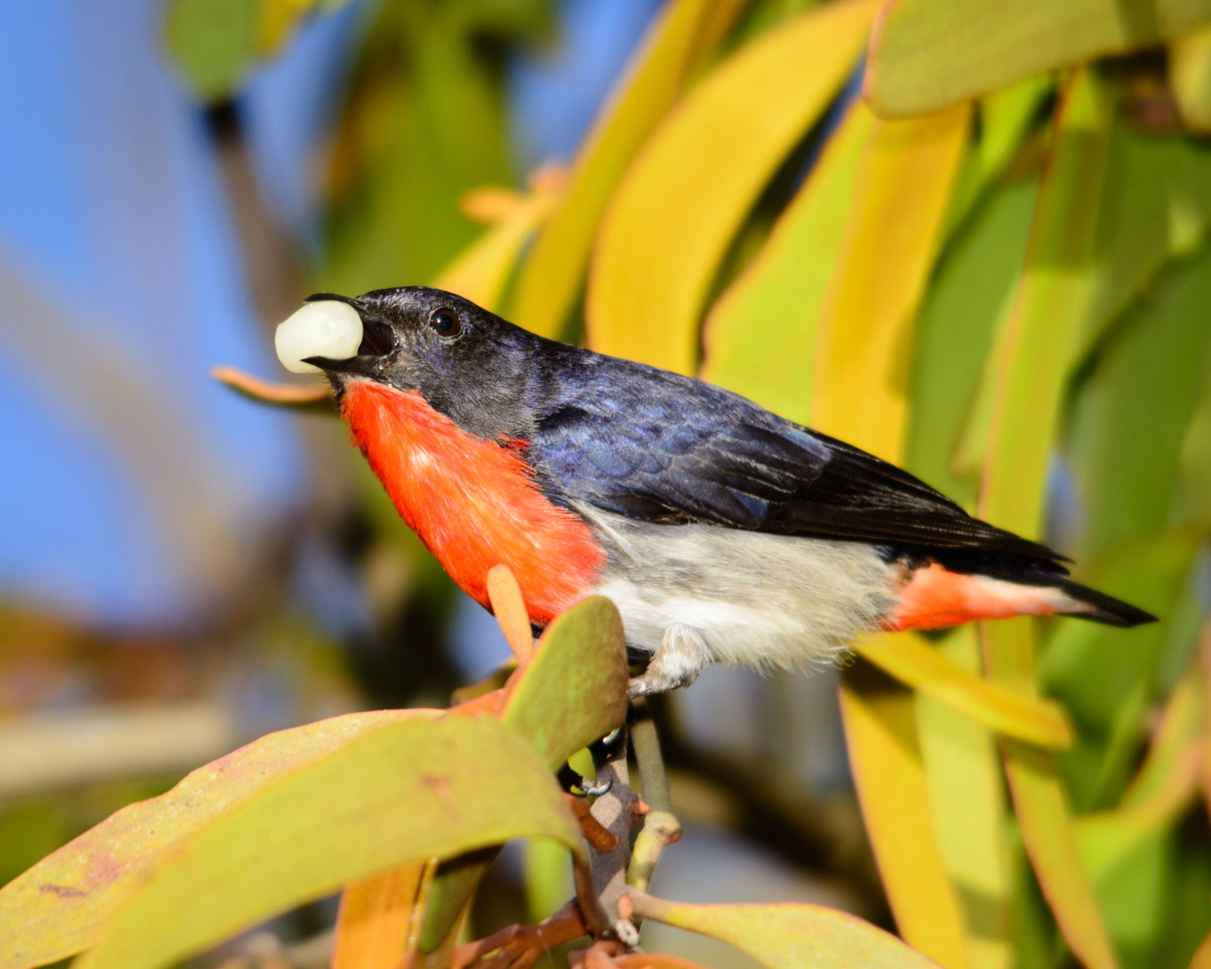 Mistletoe: What's It to the Birds? | Audubon