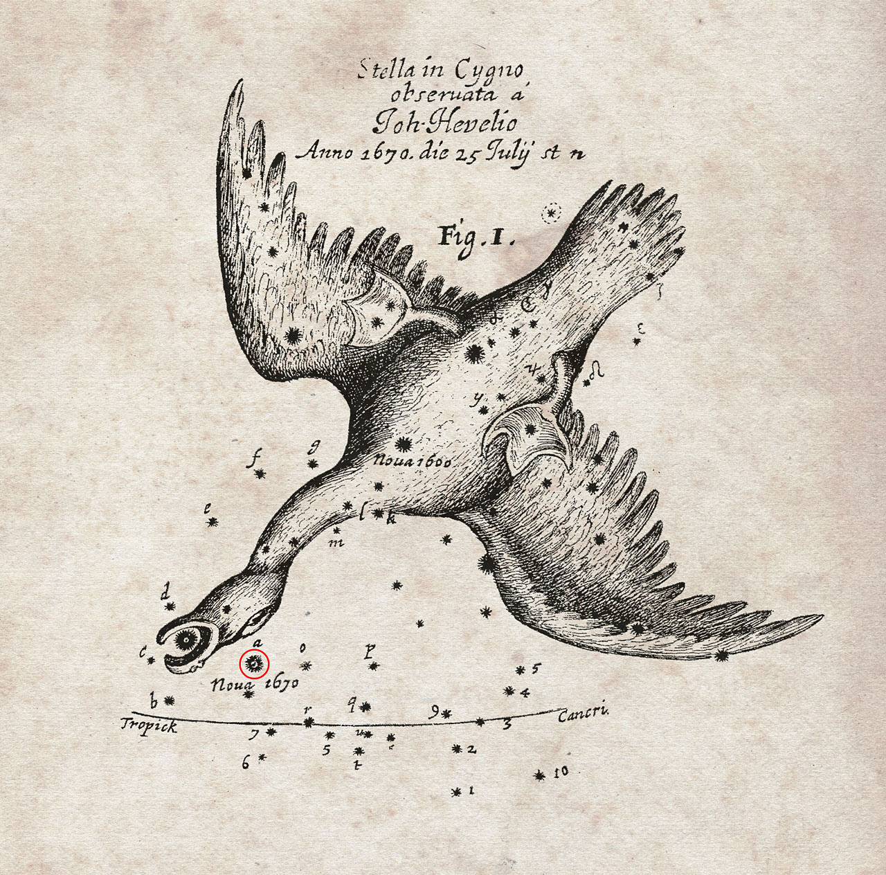 Science (and Swans) in the Stars | Audubon