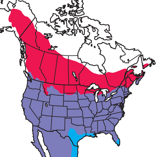 American Kestrel | Audubon Field Guide