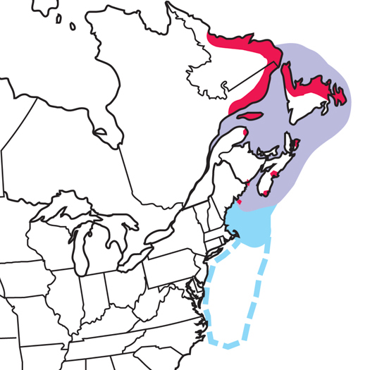 Atlantic Puffin | Audubon Field Guide