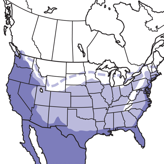 Barn Owl | Audubon Field Guide