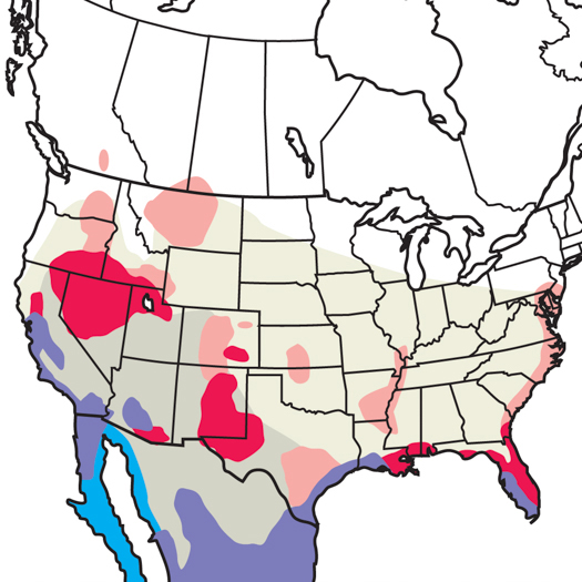 Black-necked Stilt | Audubon Field Guide
