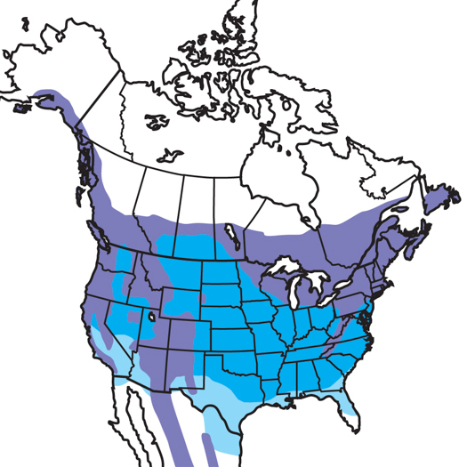 Brown Creeper | Audubon Field Guide