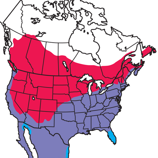 Brown-headed Cowbird | Audubon Field Guide