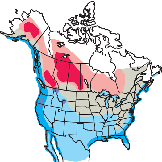 Bufflehead | Audubon Field Guide