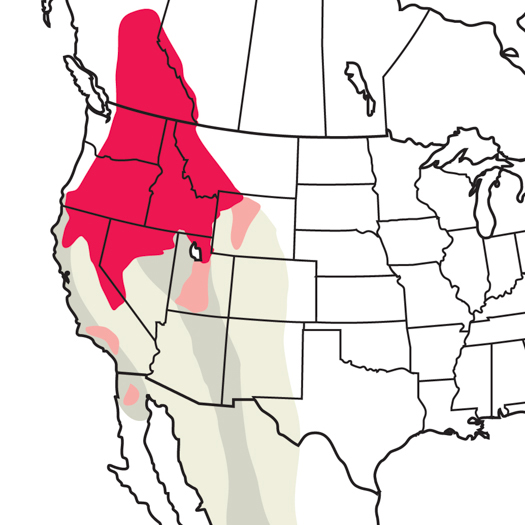 Calliope Hummingbird | Audubon Field Guide
