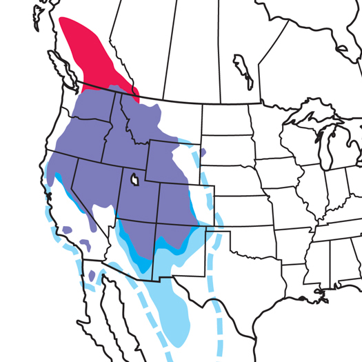 Cassin's Finch | Audubon Field Guide