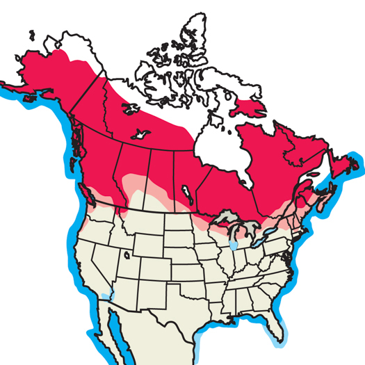 Common Loon | Audubon Field Guide
