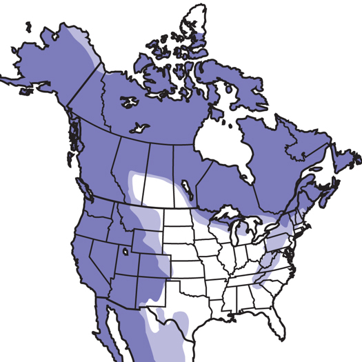 Common Raven | Audubon Field Guide