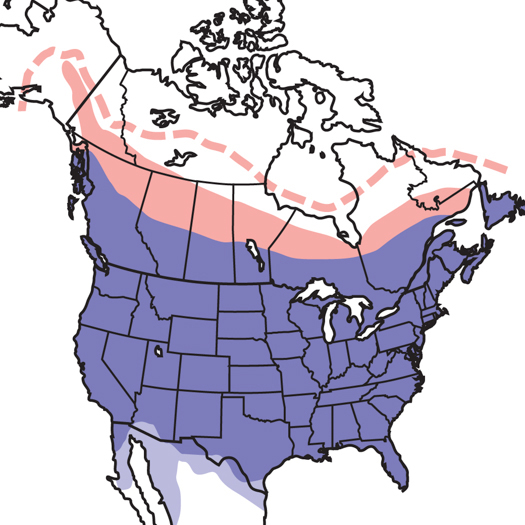 European Starling | Audubon Field Guide