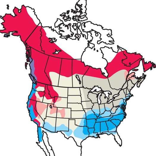 Fox Sparrow | Audubon Field Guide