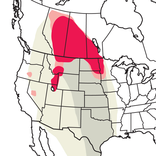 Franklin's Gull | Audubon Field Guide