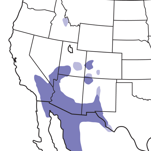 Gambel's Quail | Audubon Field Guide