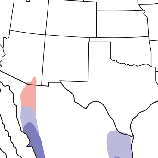 Gray Hawk | Audubon Field Guide