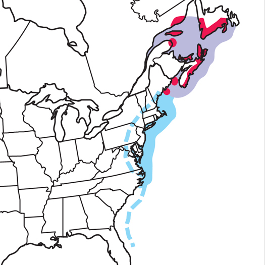 Great Cormorant | Audubon Field Guide