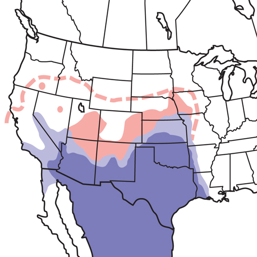 Great-tailed Grackle | Audubon Field Guide
