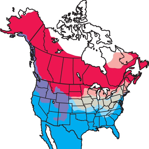 Green-winged Teal | Audubon Field Guide