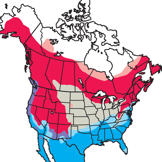 Hermit Thrush | Audubon Field Guide