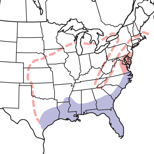 King Rail | Audubon Field Guide