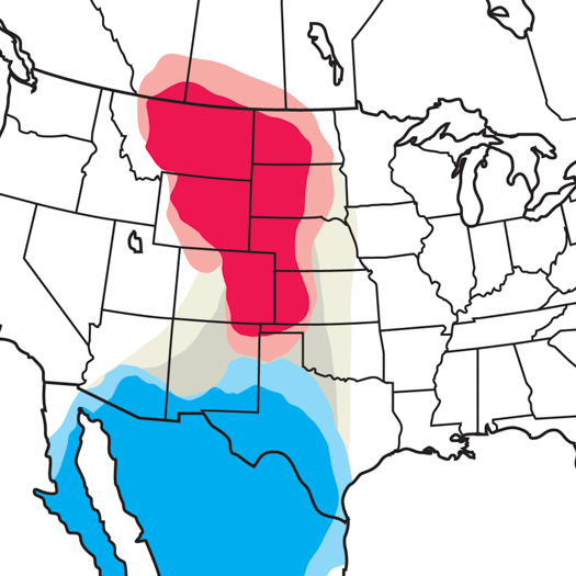 Lark Bunting | Audubon Field Guide