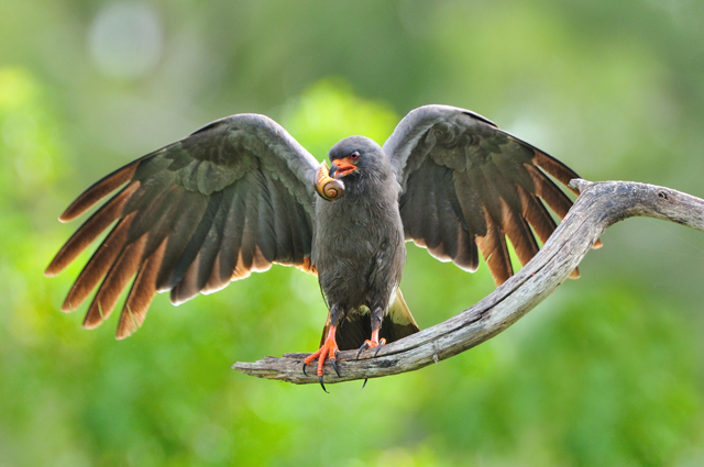 Everglade Snail Kite Receives “F” Grade from National Research Council ...