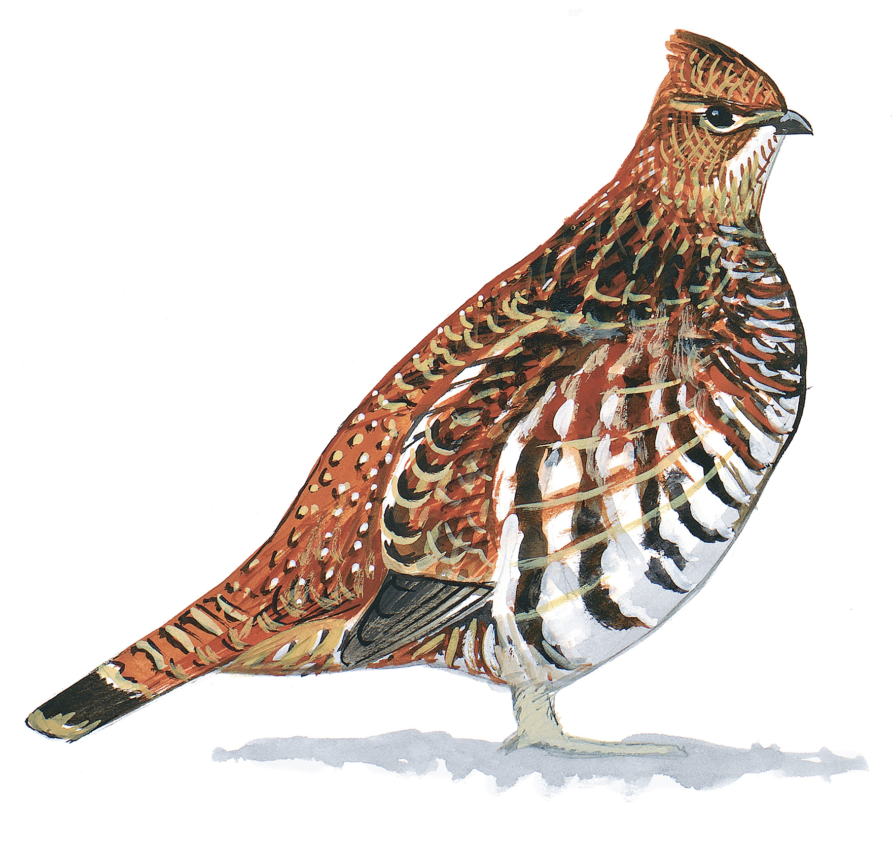 Ruffed Grouse | John James Audubon's Birds of America