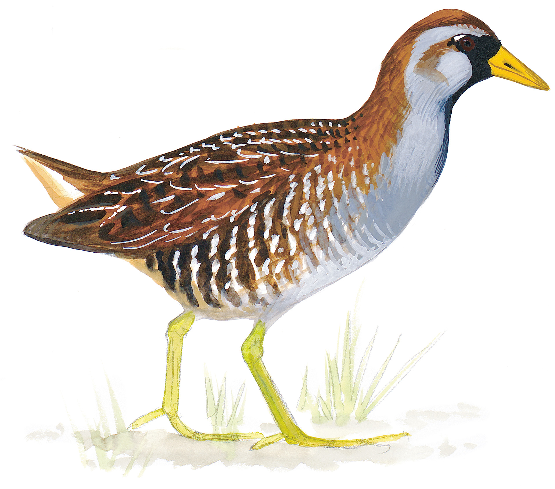 Kids Welcome Birds Back With Precious Postcards | Audubon