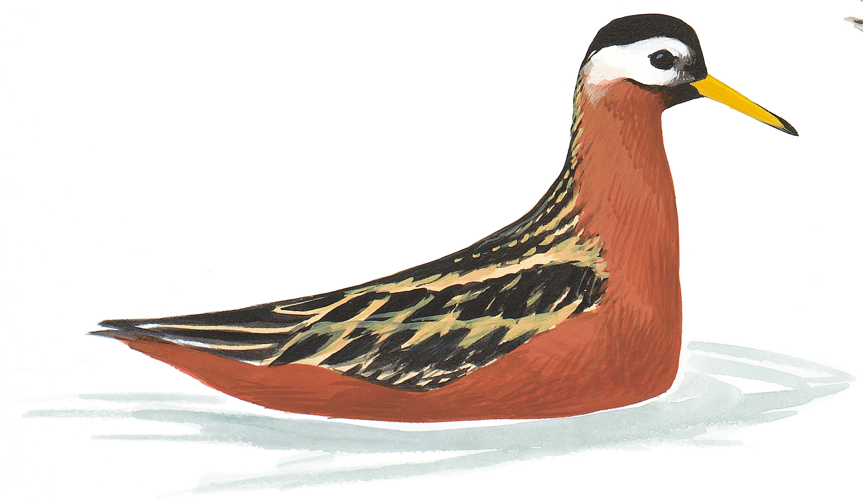 How to Pronounce 17 Tricky North American Bird Names | Audubon