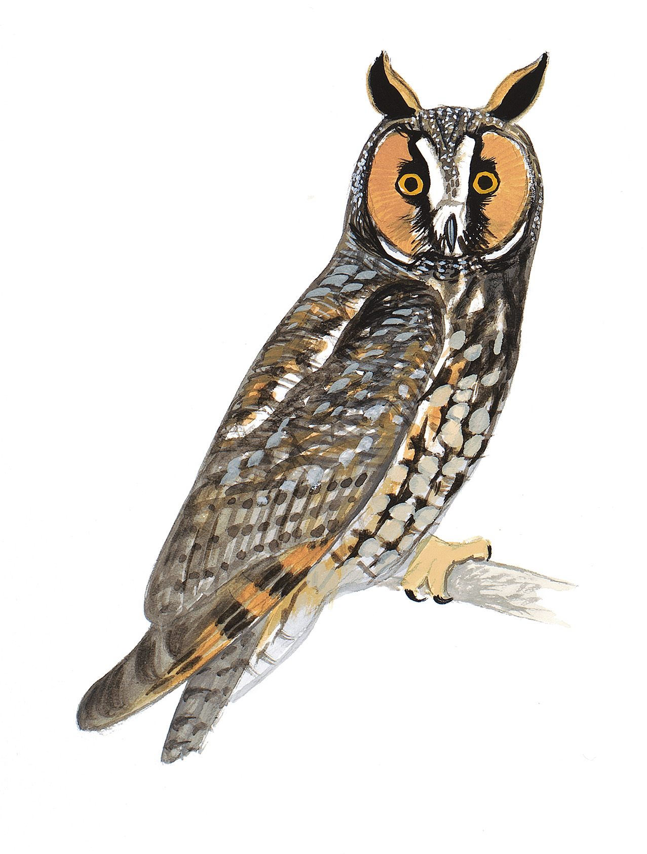 Long-eared Owl by Greg Burak | Audubon