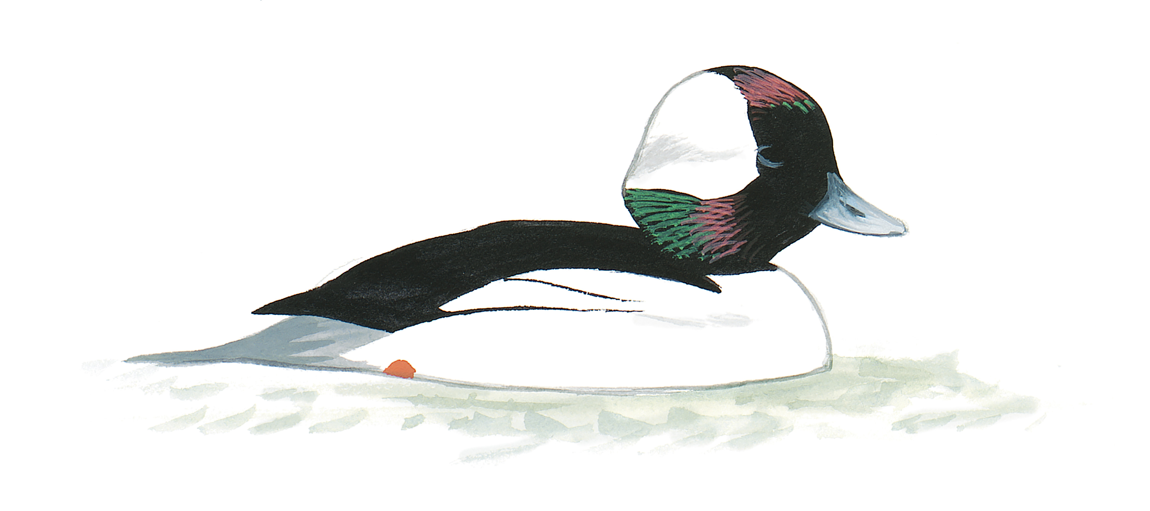 Birding the Burn | Audubon