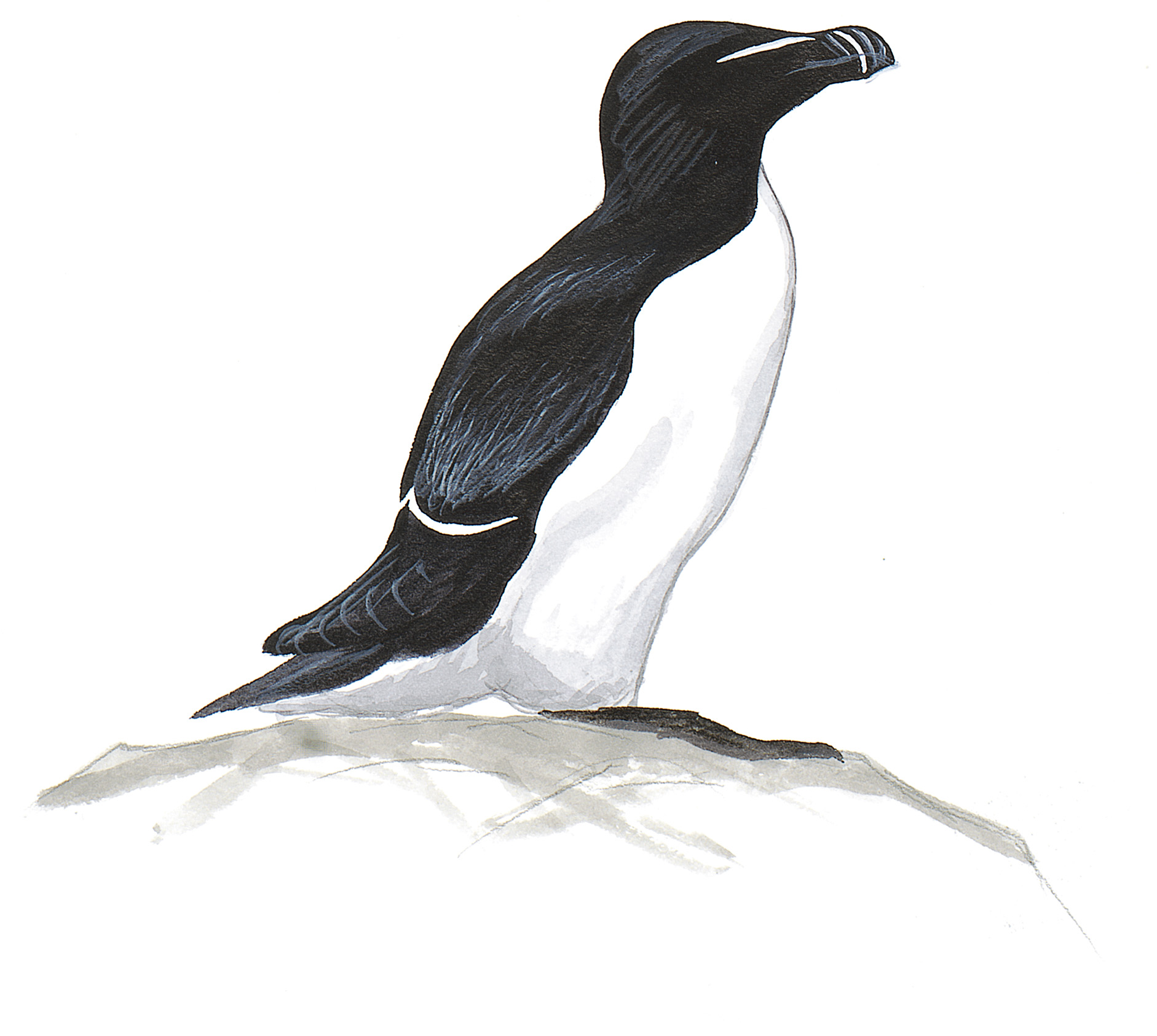 Birding Without Borders | Audubon