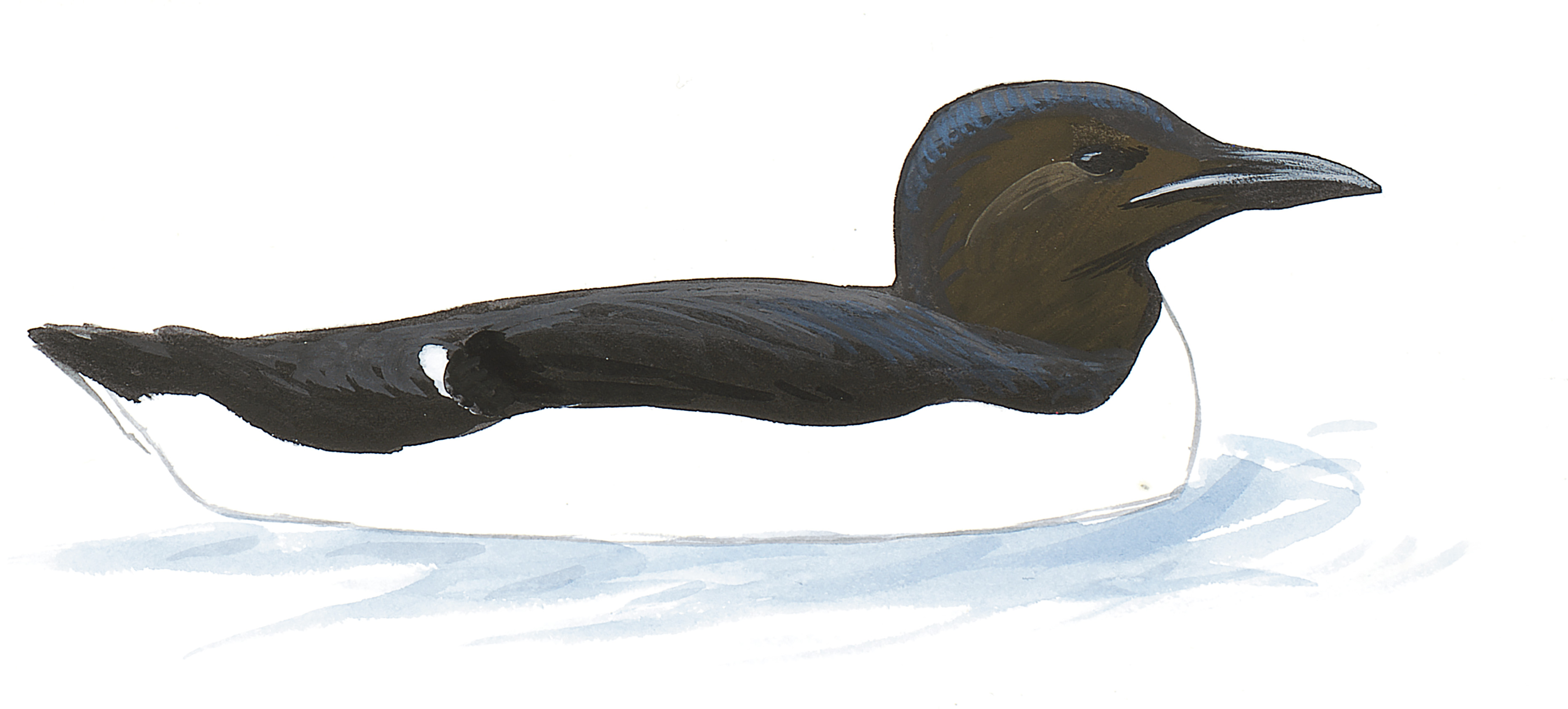 Birding Without Borders | Audubon