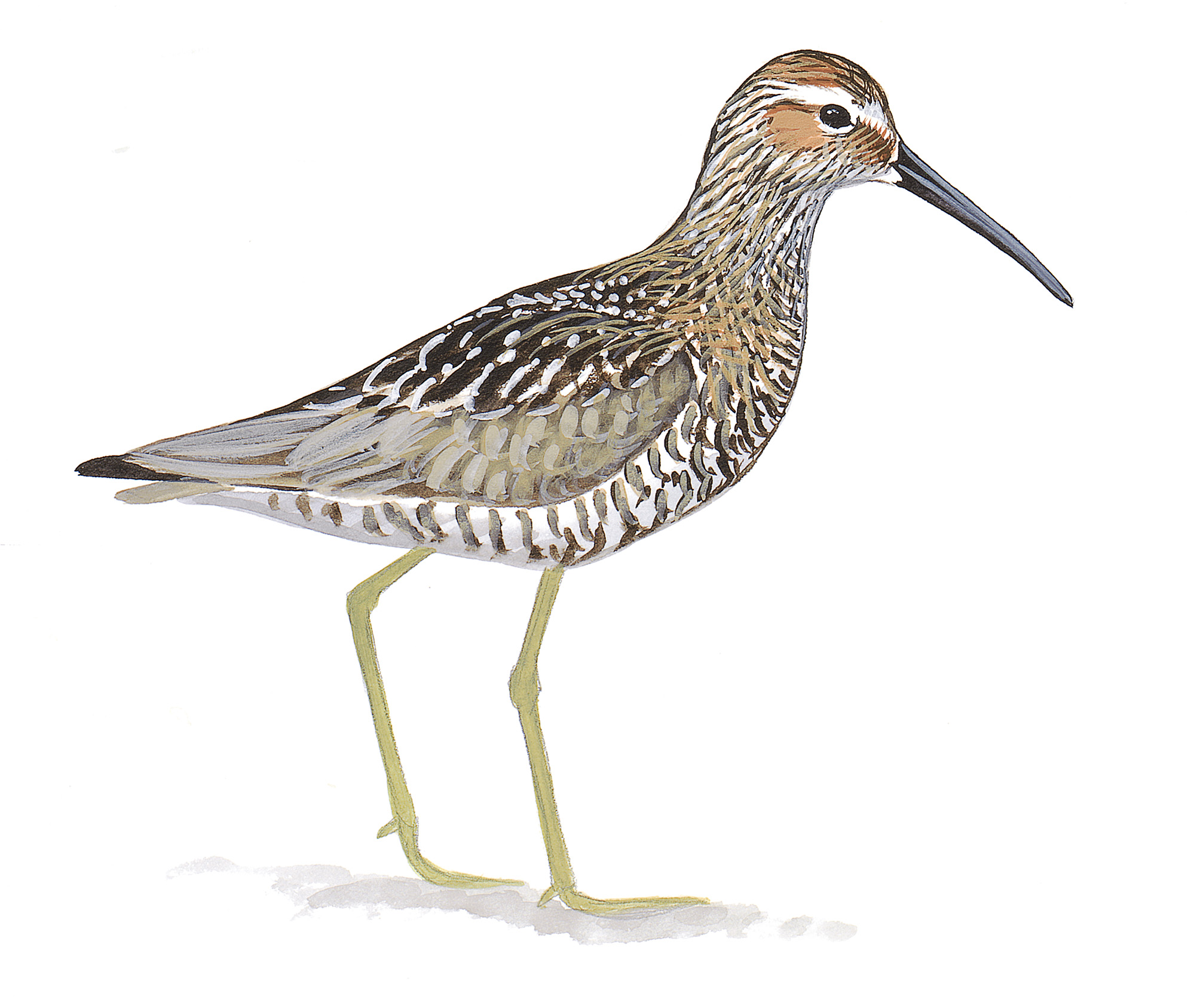 Audubon Scientist Stanley Senner Recognized for Conservation Work | Audubon