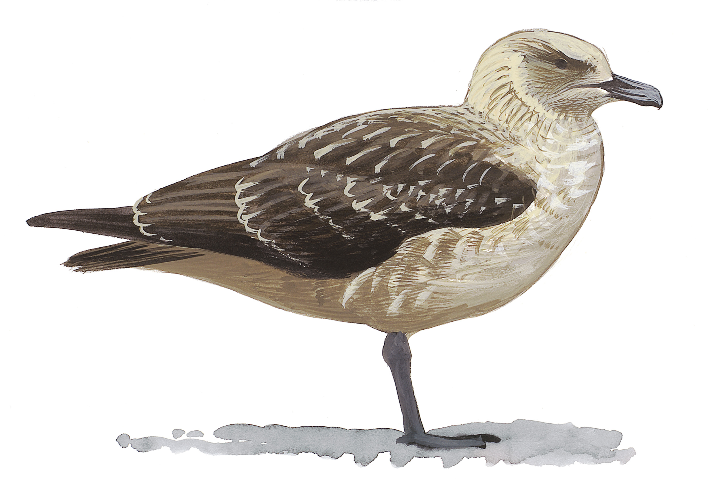 What Is a Seahawk, Anyway? | Audubon