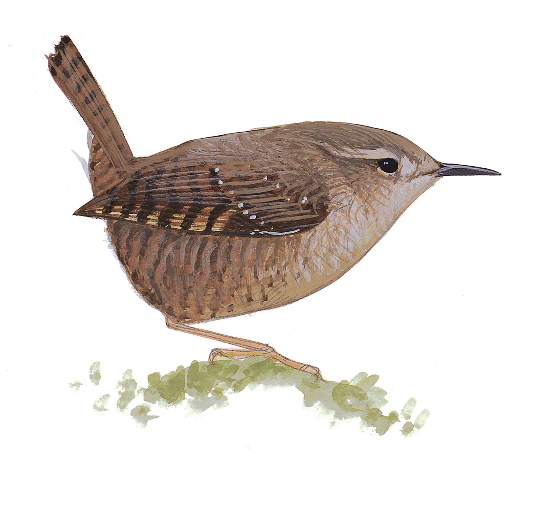 Listen to Every Pitch Change in a Pacific Wren Call | Audubon