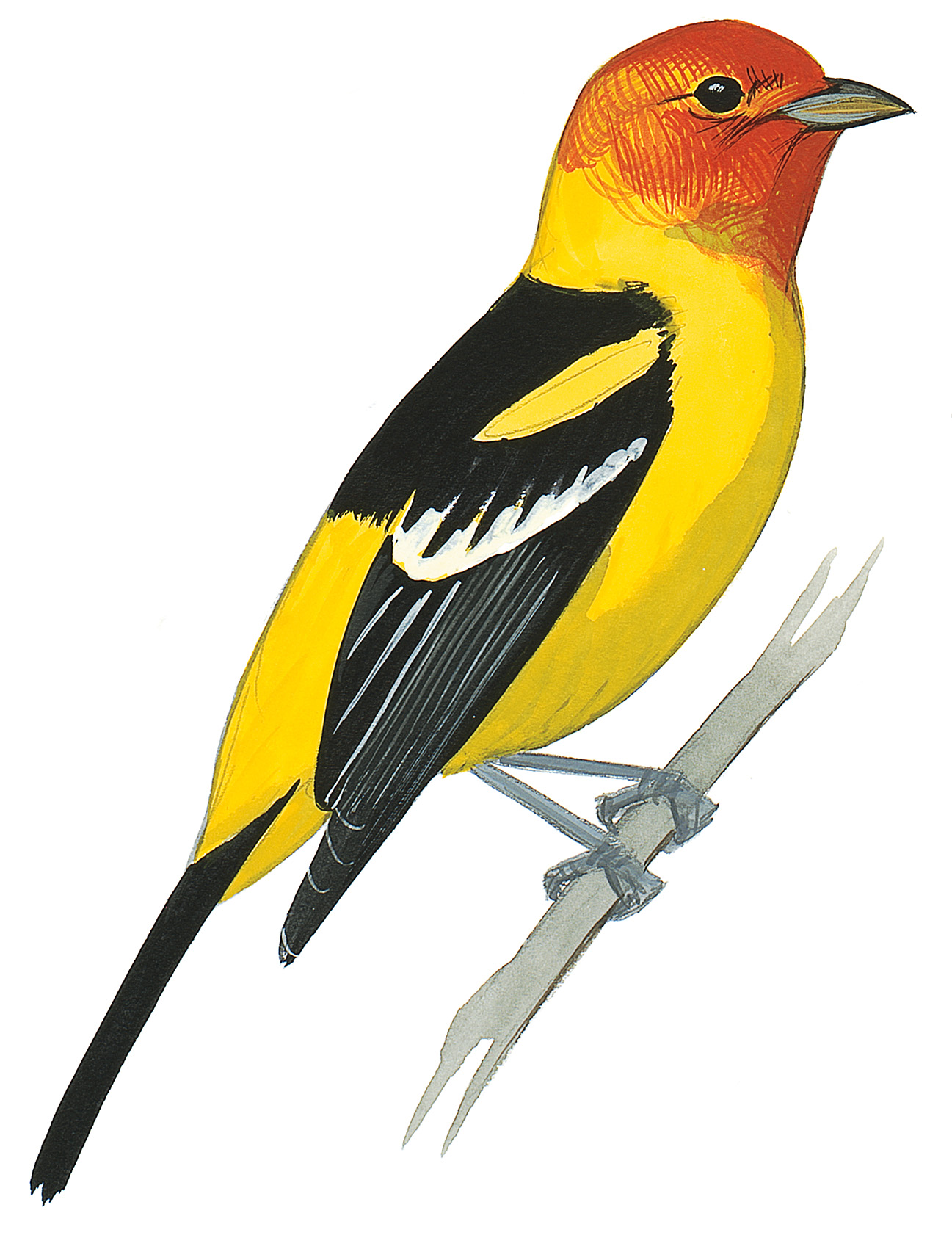 Identifying Birds | Audubon