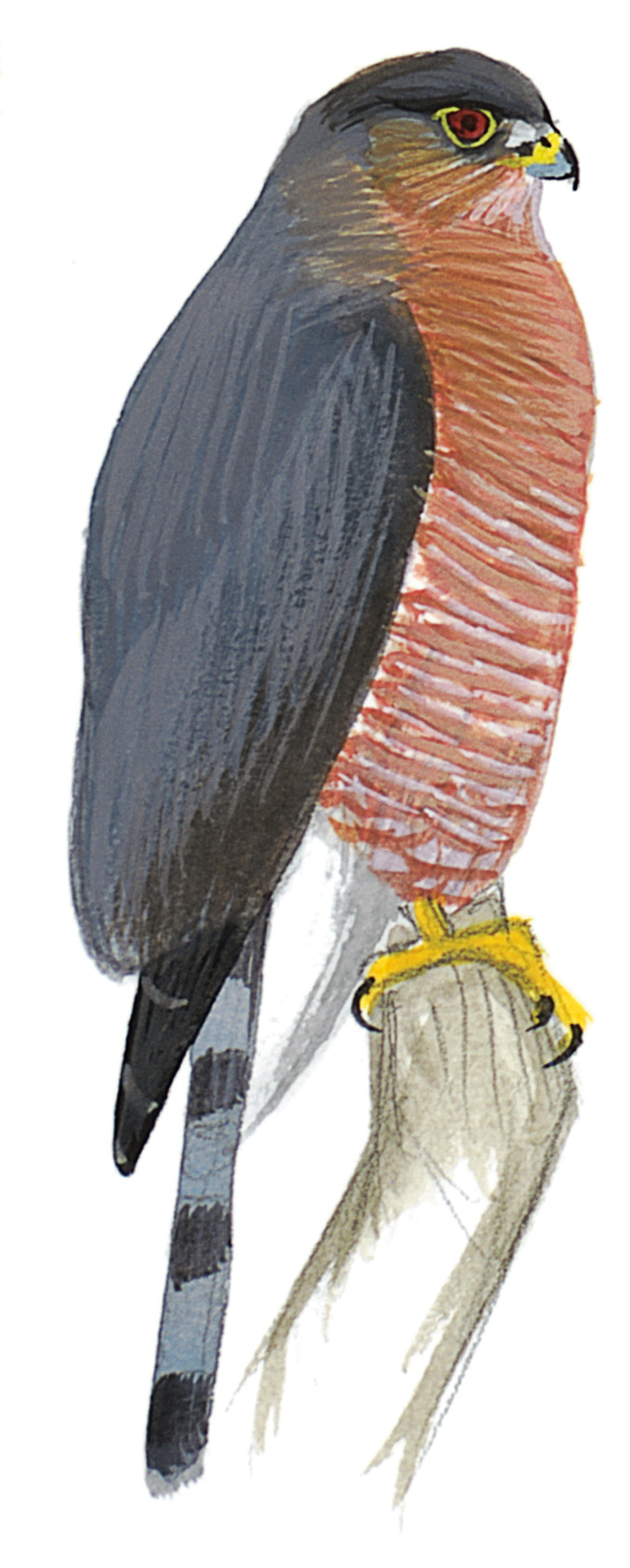 Quiz: Identify Raptors in Flight | Audubon