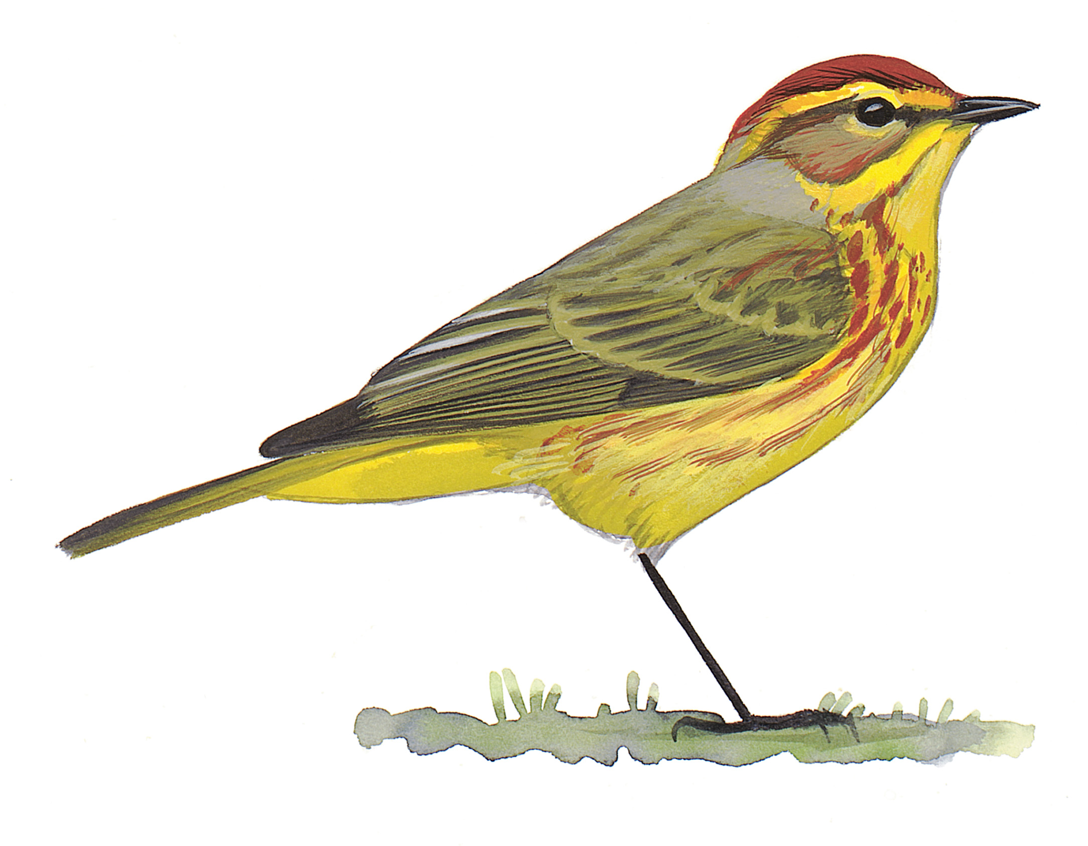 Gang of Warblers by George Boorujy | Audubon