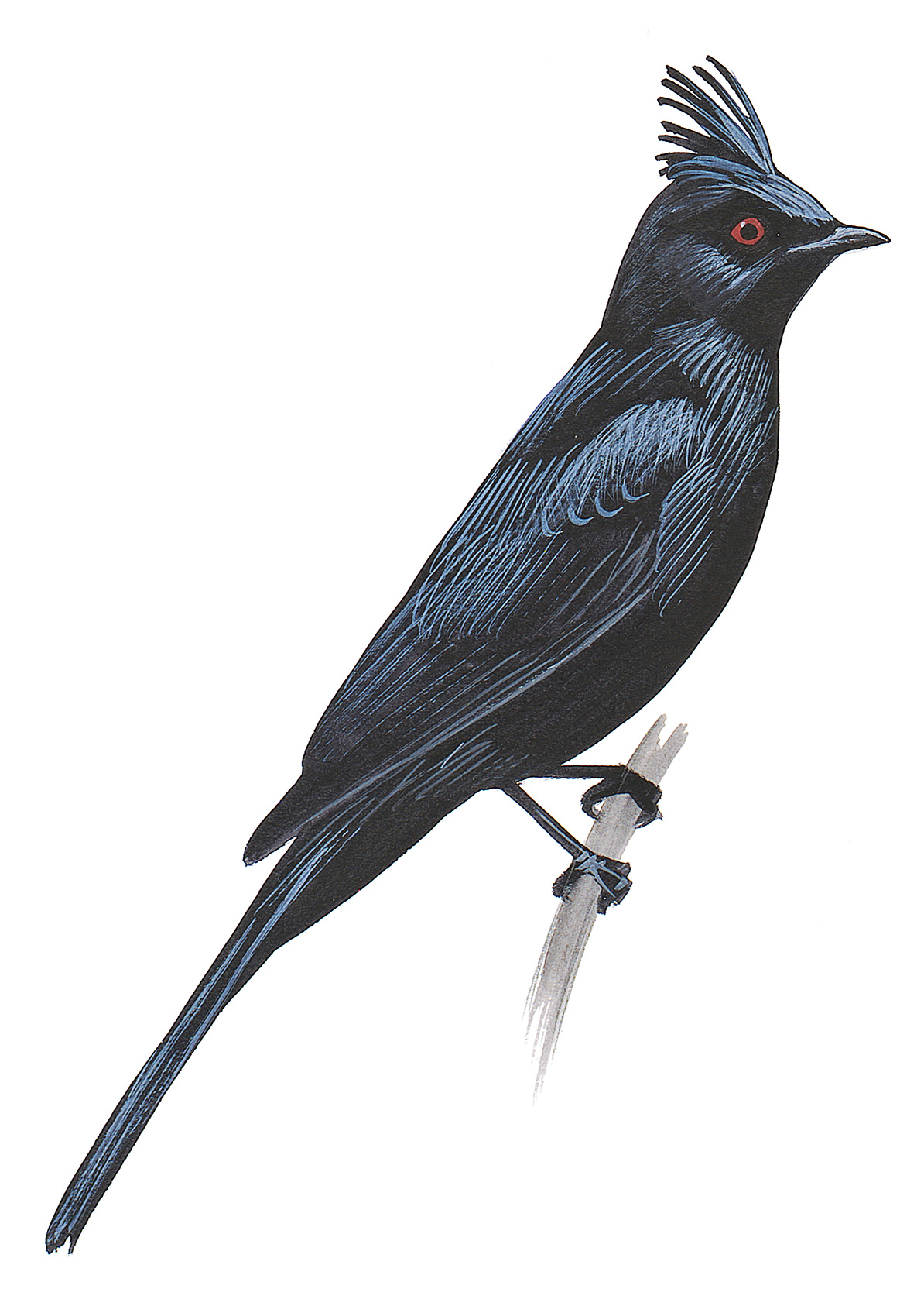 These ‘Goth Cardinals’ Don't Breed Like All the Other Birds | Audubon
