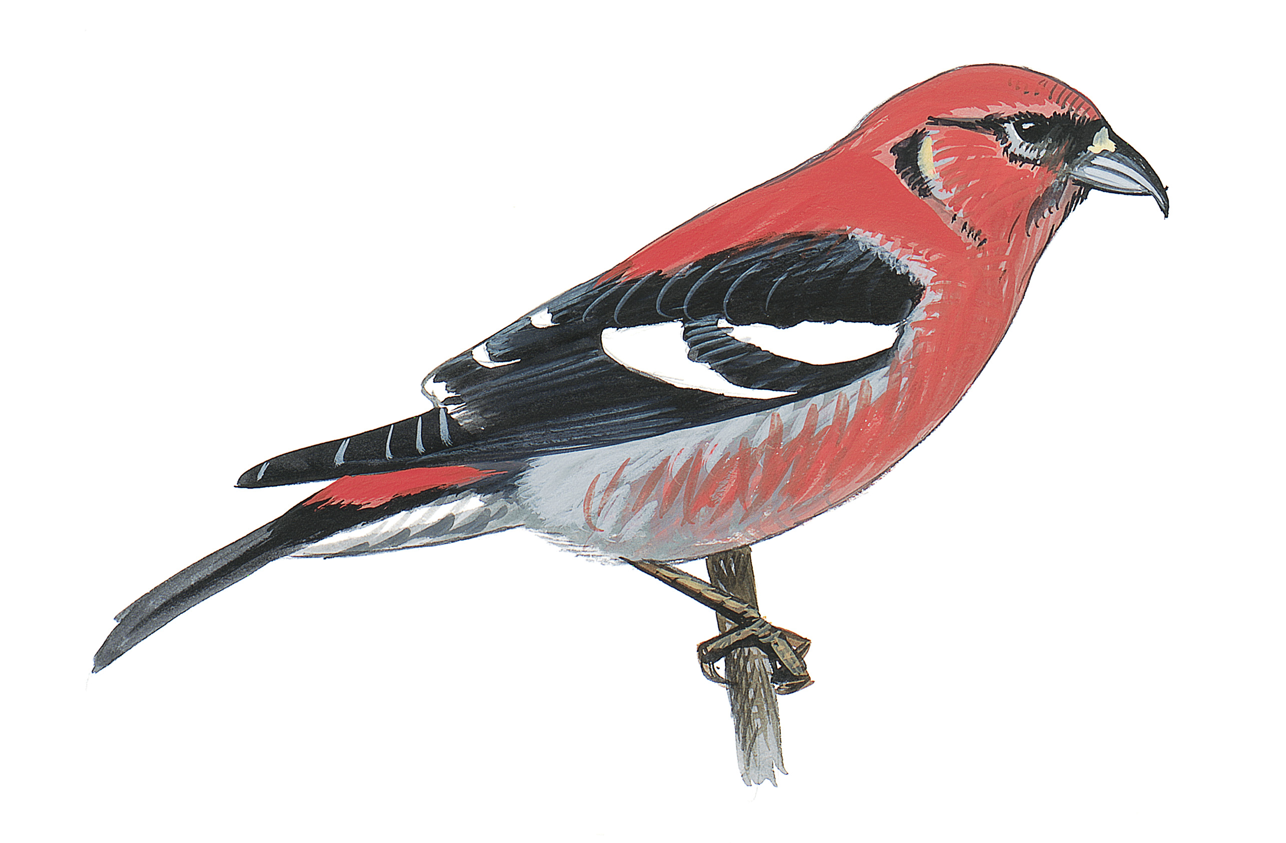 When Does a Crossbill's Beak Get Twisted? | Audubon