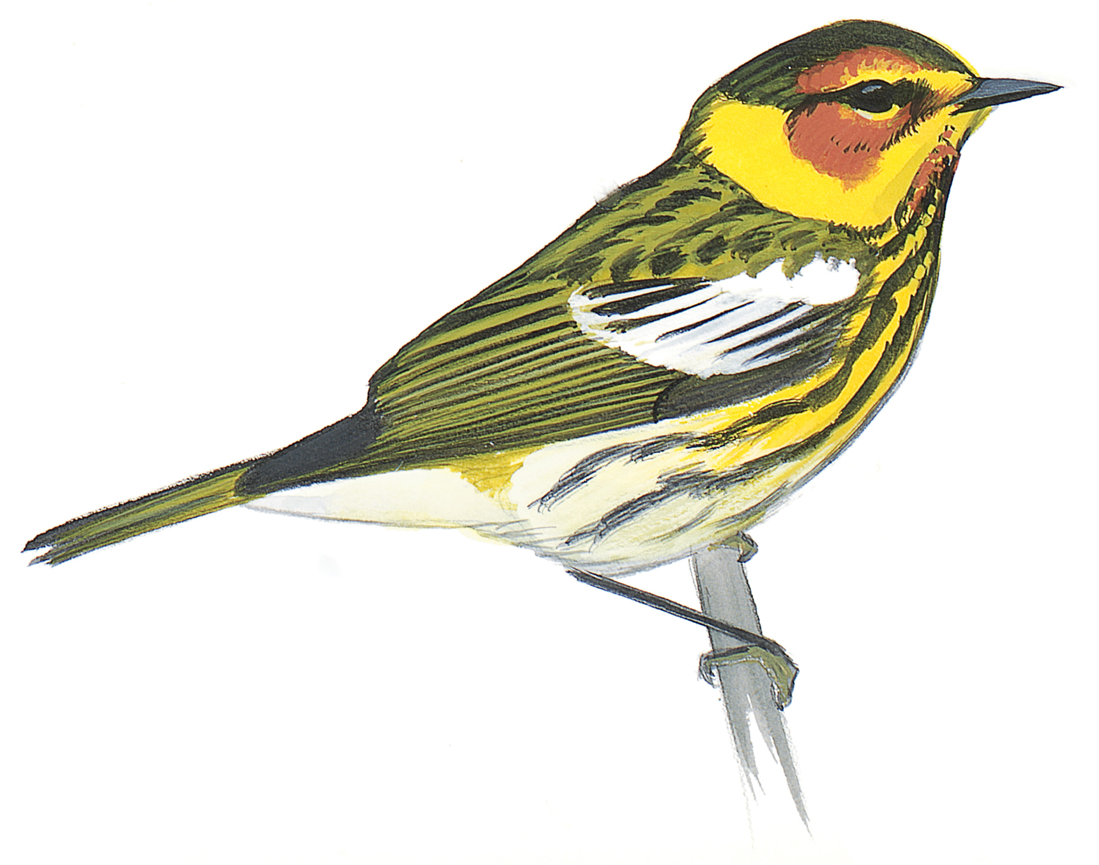 Gang of Warblers by George Boorujy | Audubon