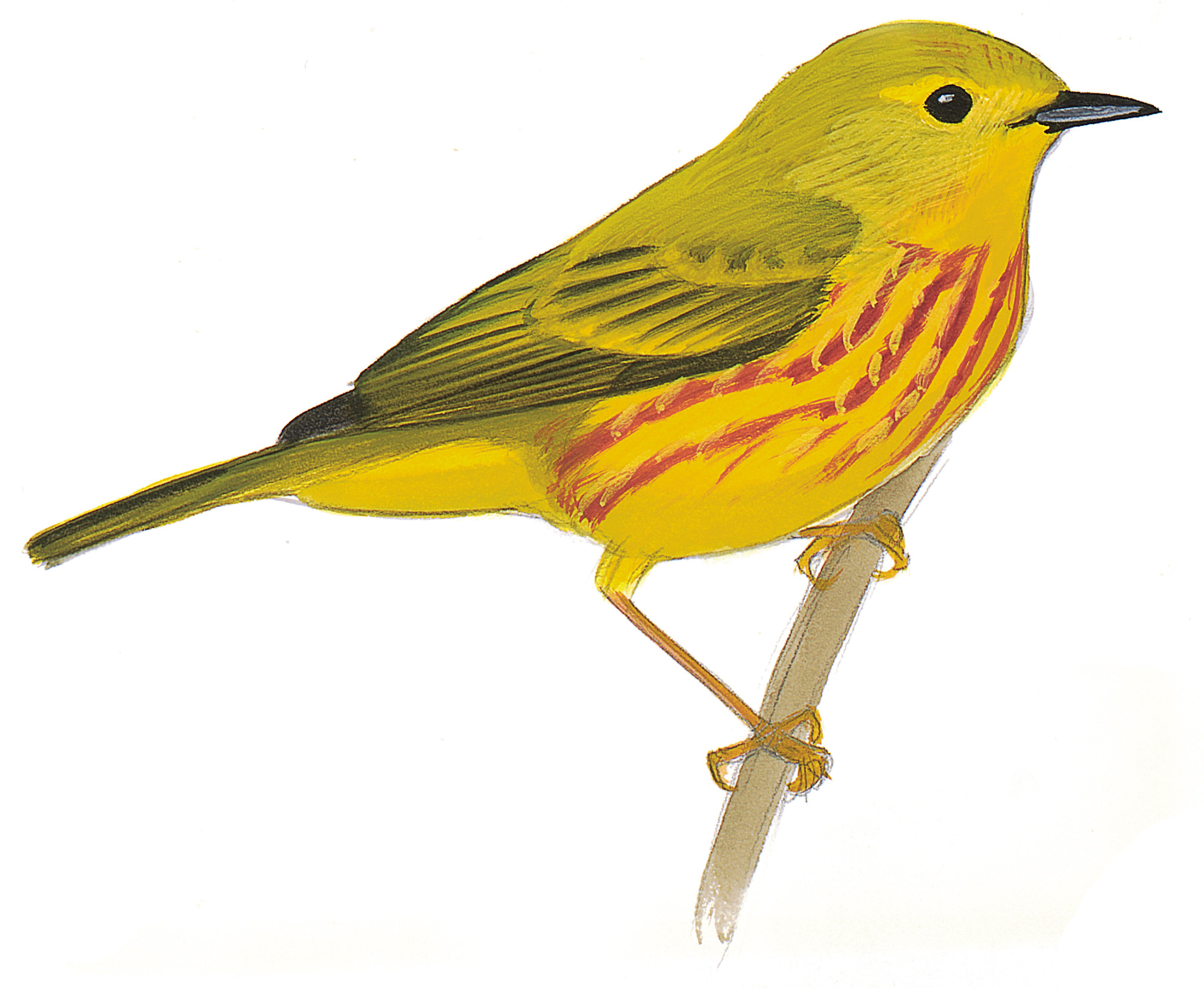 New Audubon Science: Two-Thirds of North American Birds at Risk of ...