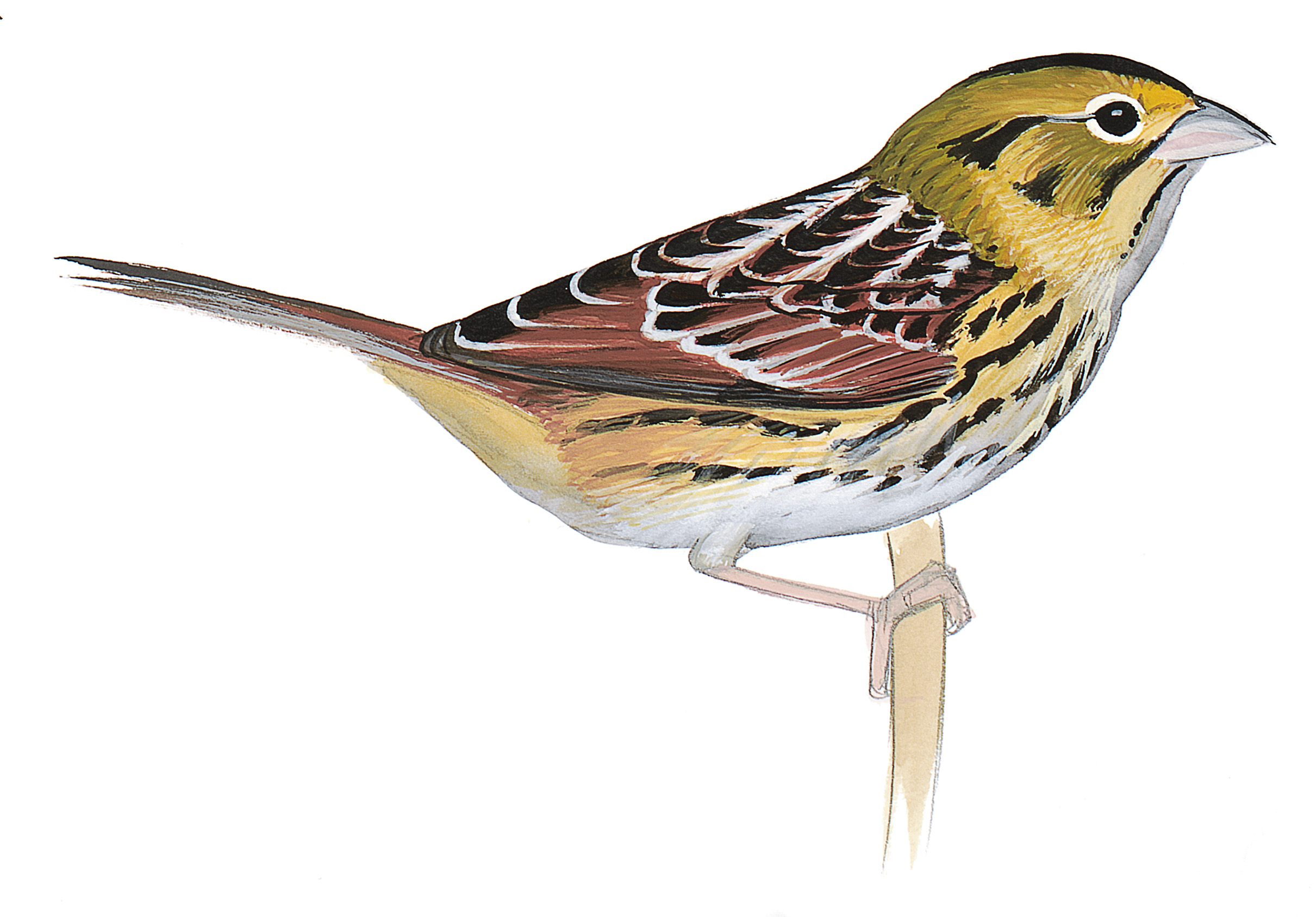 Swamp Sparrows Have Been Singing the Same Tune for Centuries | Audubon