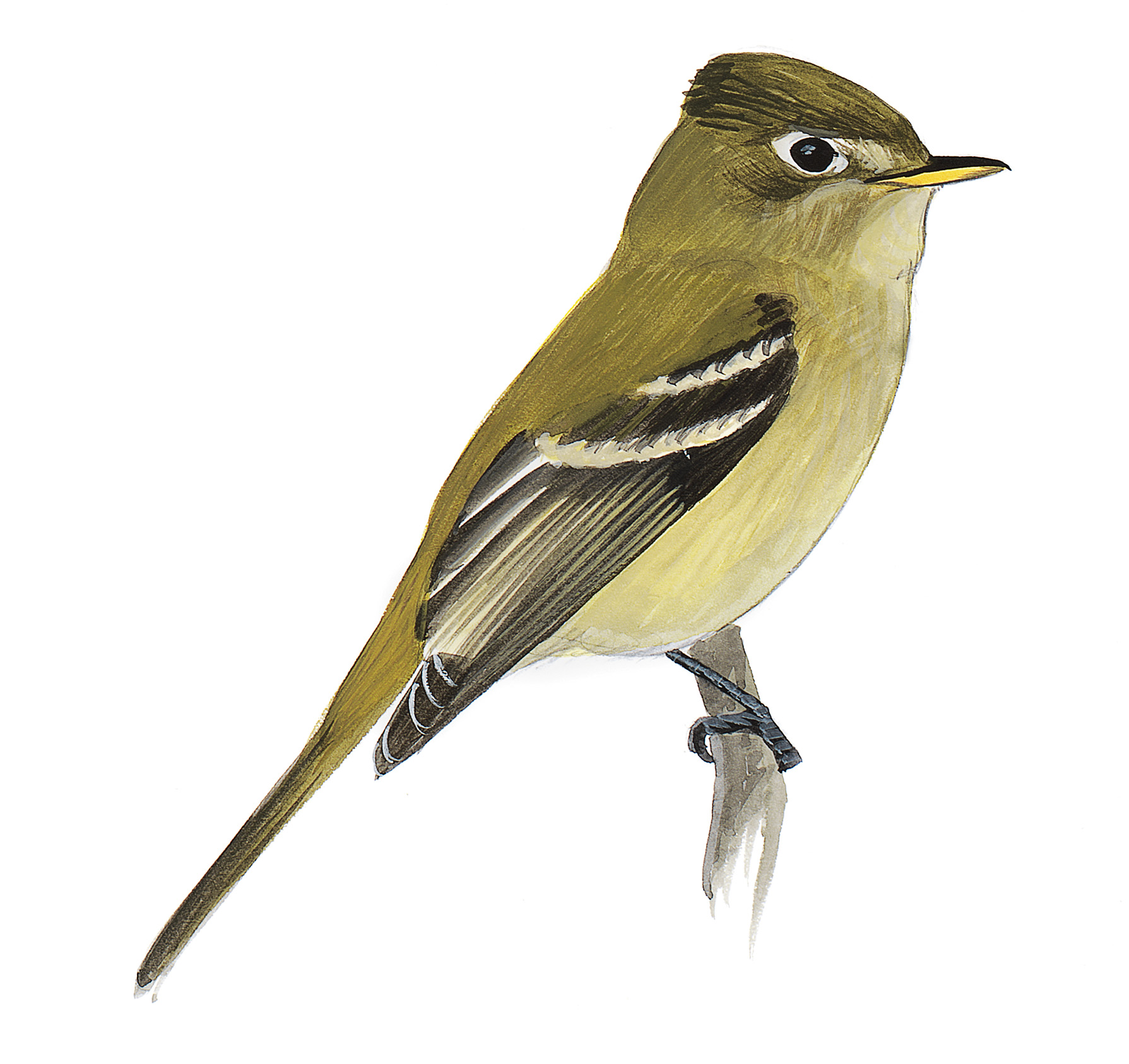 How to Pronounce 17 Tricky North American Bird Names | Audubon