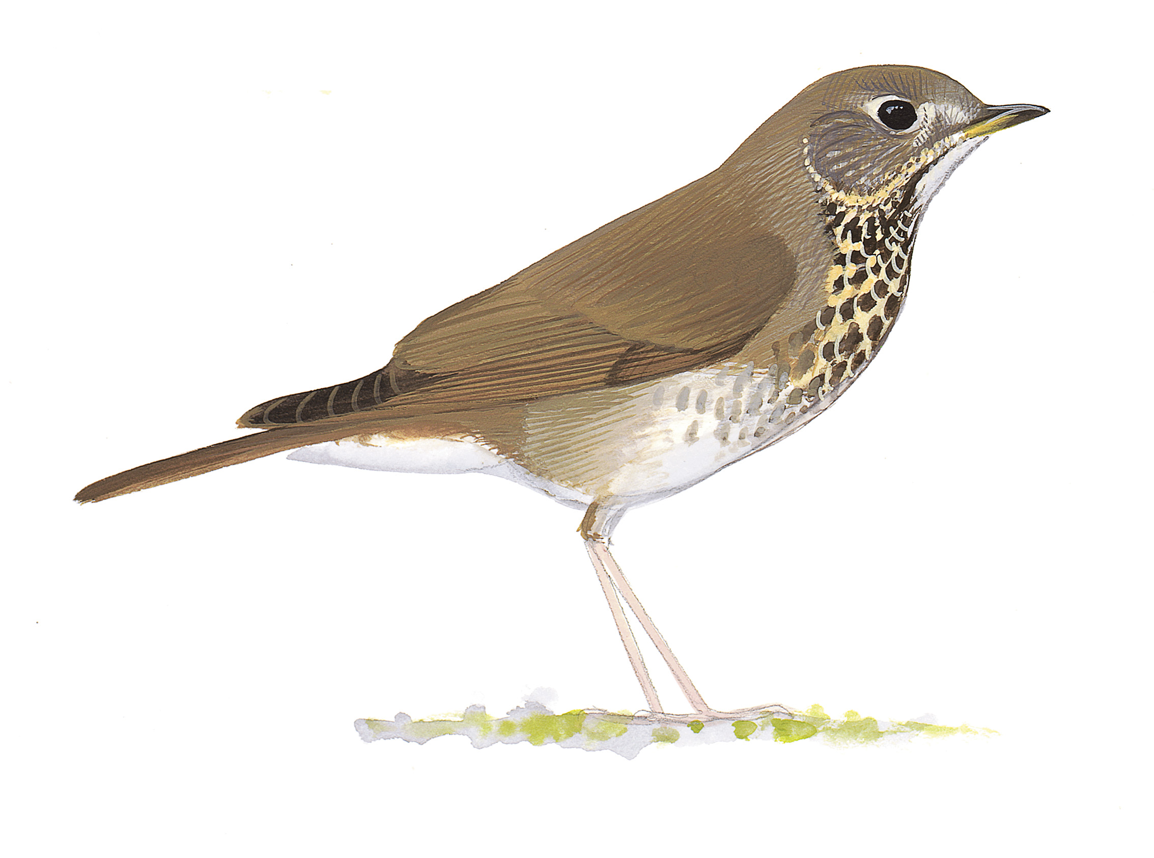 After Binging in Colombia, Thrushes Can Fly Non-Stop to Canada in Mere ...